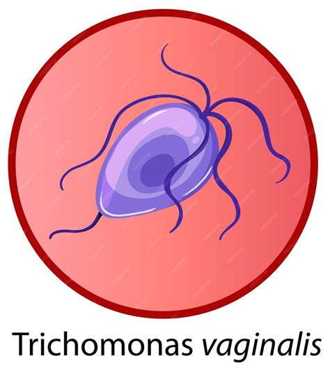 Free Vector Trichomonas Vaginalis On White Background
