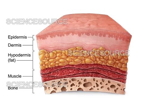 Epidermis And Dermis Diagram