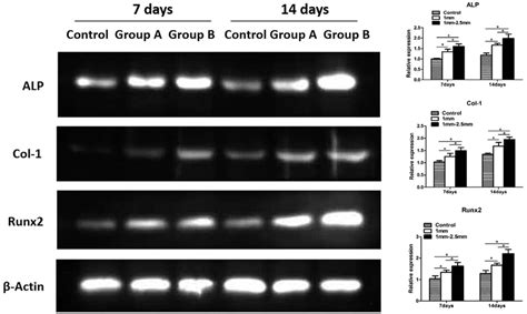 Western Blot And Semiquantitative Analysis Of Alp Col 1 And Runx2 Download Scientific Diagram