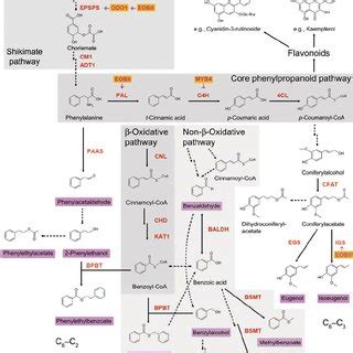 The Flavonoid Pathway Leading To The Production Of Anthocyanins And
