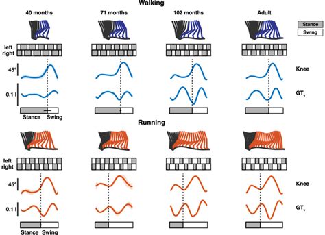 Kinematics During Walking And Running Stick Figures Of Representative