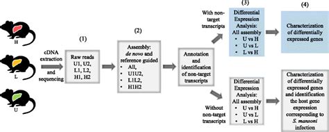 The Workflow We Followed The Primary Steps In Ngs Transcriptome Download High Quality