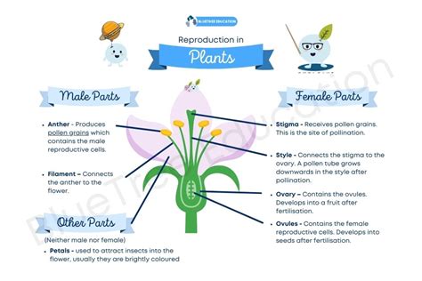 Plant Reproductive System