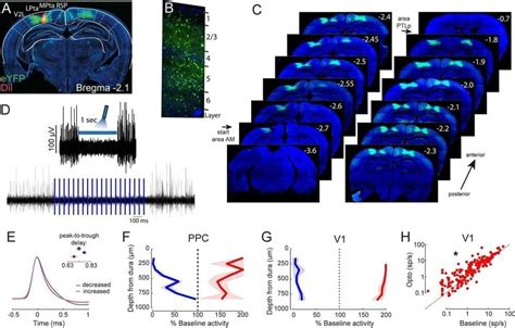 Jneurosci Researchers At University Of Amsterdam Universiteit Van Amsterdam Observed Neural
