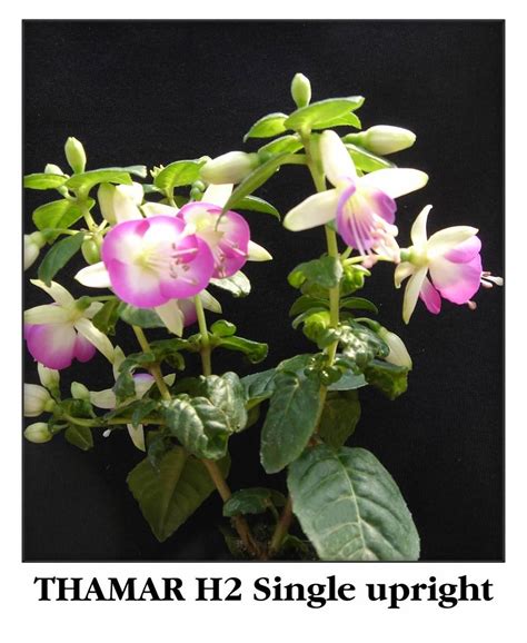 Fuchsia Thamar In The Fuchsias Database