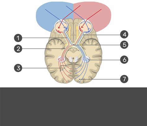 Secondary Visual Cortex