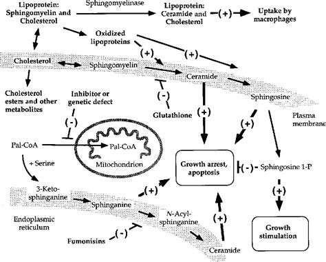 Sphingolipids Semantic Scholar