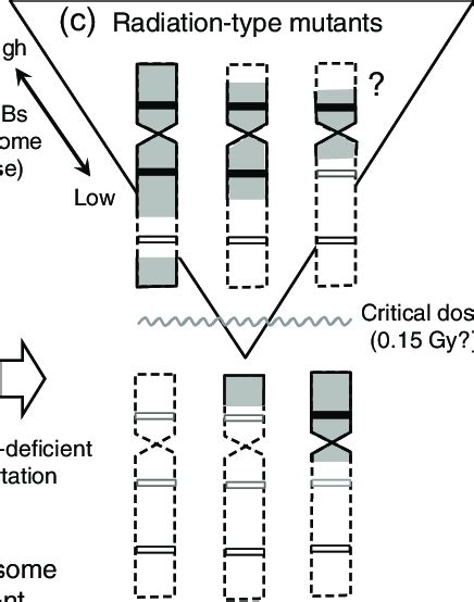 Human Mutation From Radiation