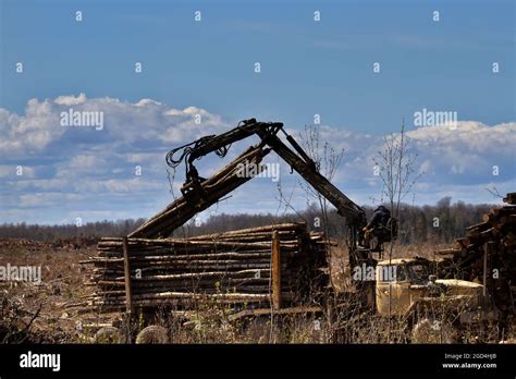 Forest Industry Operations For Loading Unloading Logging Truck At