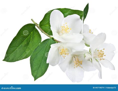 Blommande Jasminblomma Med Sidor Fotografering För Bildbyråer Bild Av