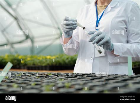 Gloved Scientist Putting Sample Of Soil Into Flask Over Group Of Small Pots With Seedlings Stock
