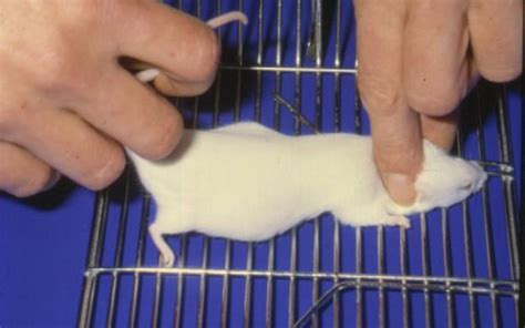 Humane Killing Of Rodents Via Physical Methods Mice Animals In Science