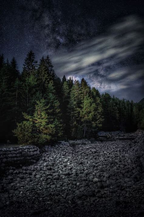 Starry Night Sky Above Pine Trees In The Woods