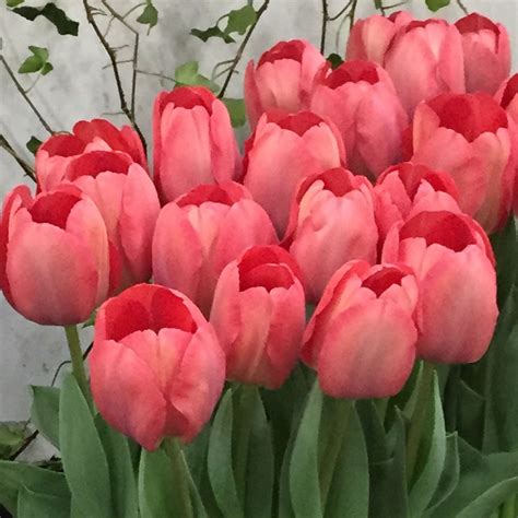 Tulipa Mystic Van Eijk Rose Cottage Plants