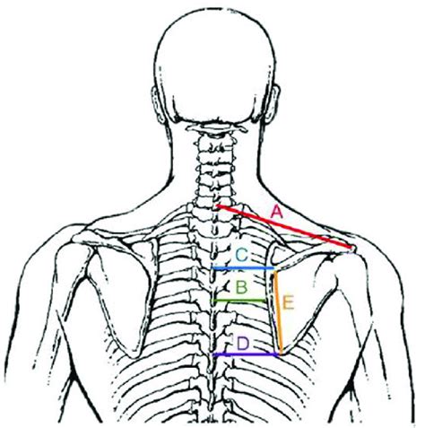 Landmarks Of Measurement Of Scapular Range Of Motion A Distance
