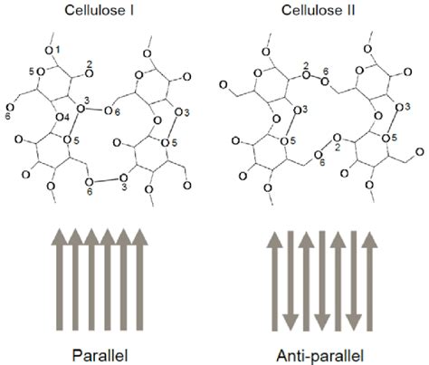 2 Cellulose I And Cellulose Ii Polymorphs 48 Download Scientific