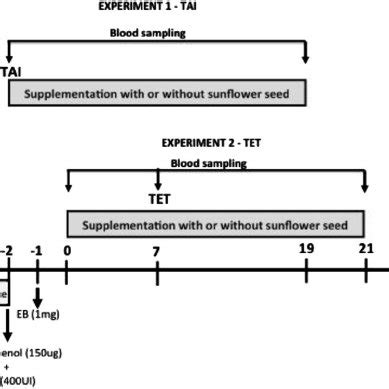Schematic Representation Of The Experimental Design For Experiments Download Scientific