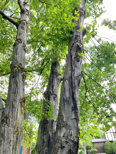 Lightning Scars On The Maple Trees Trunks Ruth E Hendricks