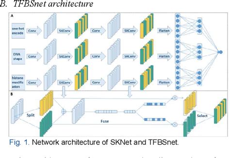 figure 1 from tfbsnet a deep learning based tool for predicting