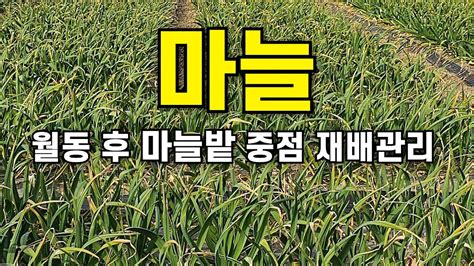 월동 후 마늘밭 중점 재배관리 Youtube