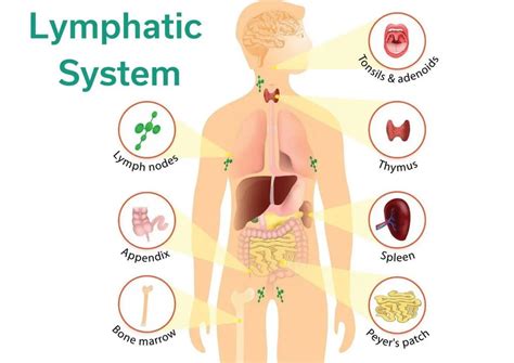 20 Ways To Detox Your Lymphatic System Focusherb