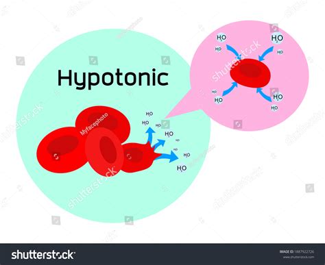 Osmotic Pressure Over 120 Royalty Free Licensable Stock Vectors