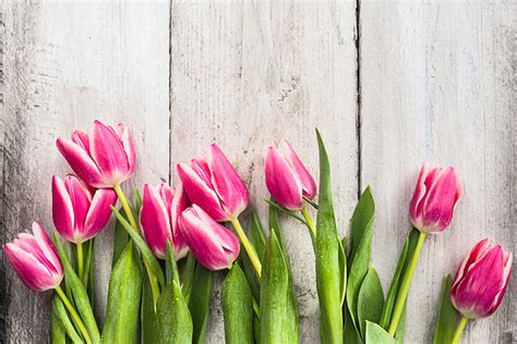 Pink Tulips Layout For Holidays High Quality Arts And Entertainment