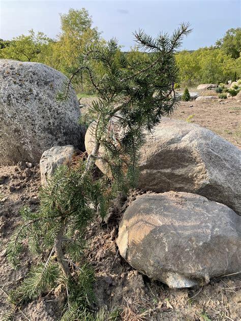 Uncle Fogy Jack Pine Pinus Banksiana ‘uncle Fogy Prairie Woods