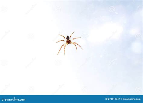 Small Bright Spider On A Window Pane Against A Light Sky Background Tiny Spider Insect Stock