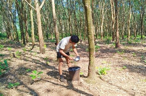 ပိုင်ကျုံမြို့ရှိ ရော်ဘာစိုက်တောင်သူများ မိုးရာသီကုန်ဆုံးချိန်၌ ရော်ဘာစေးခြစ်ခြင်းလုပ်ငန်းများ