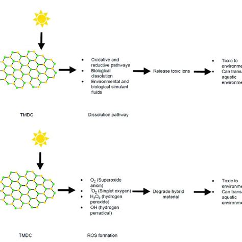 A Schematic Diagram Of Dissolution Process Of Tmdcs And Their Fate Download Scientific