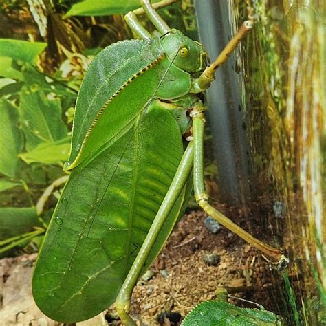 Giant Malaysian Katydid Anatomy