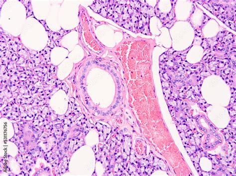 Histology Of Human Tissue Show Epithelial Tissue And Connective Tissue With Microscope View