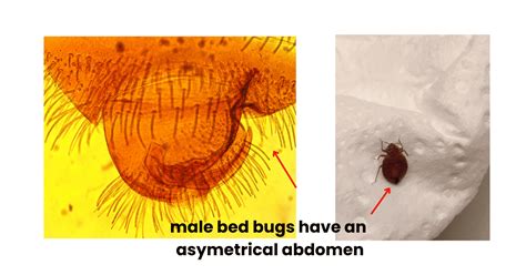 What Does A Bed Bug Look Like Real Life Images Of Bed Bugs