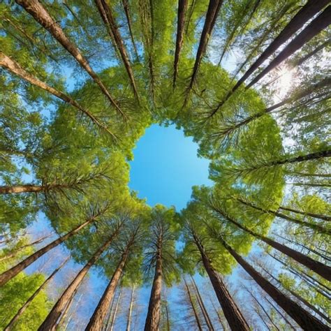 A Circle Of Trees With A Circular Shape In The Middle Of The Picture