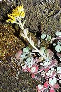 Sedum Spathulifolium Wikimedia Commons