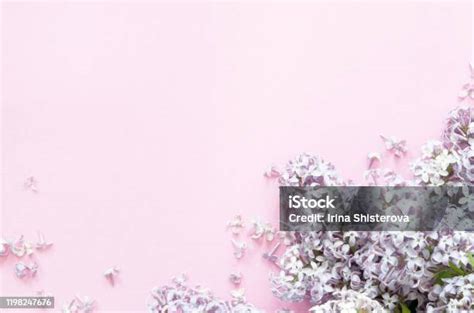 분홍색 배경에 라일락 꽃입니다 봄 꽃입니다 상단보기 평평한 평신도 복사 공간 이미지 3월에 대한 스톡 사진 및 기타 이미지 Istock