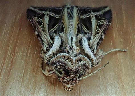 Dargida Procinctus Olive Green Cutworm Moth 10000 Things Of The