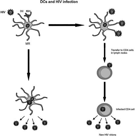 Differentiation Of Dendritic Cells Precursor Dendritic Cells Dc