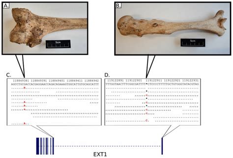Examples Of Lesions And Alignment Of Ngs Data At Putative Disease
