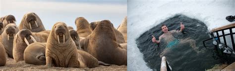 Create Meme Walrus Pictures Meme