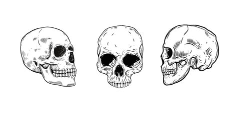Hand Drawn Black Color Scull Set Vector Art Sketch Style Illustration
