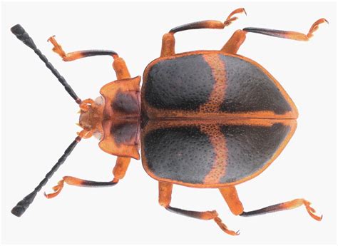 Endomychidae Species 2