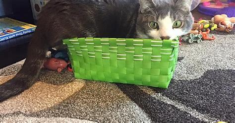 Why Do We Even Bother Buying Cat Beds Imgur