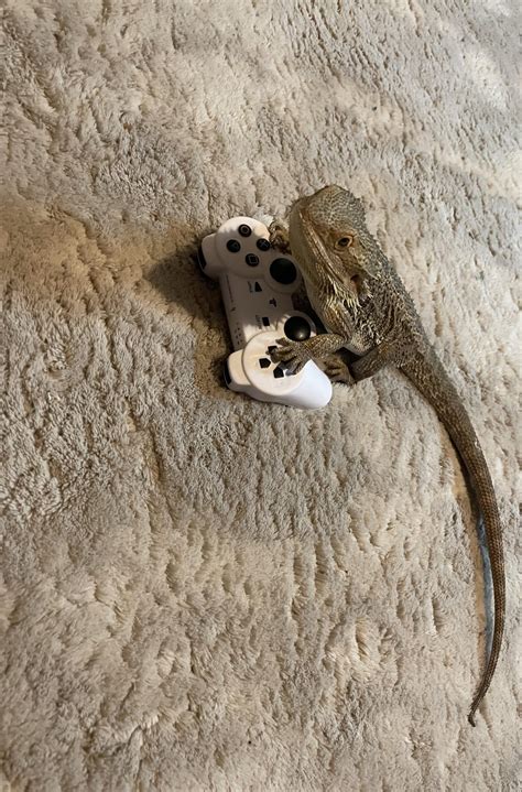 Why Is My Bearded Dragon So Big Ps5 Controller For Size Comparison R Beardeddragons