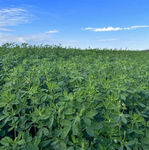 Alfalfa Hay For Sale Wittstrom Hay Sales