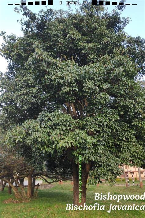 Tree Love With Bishopwood Balancing Panchtatwas With Creativity