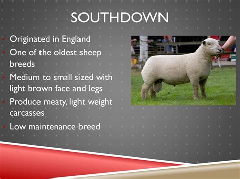 Sheep Breeds Ppt Download