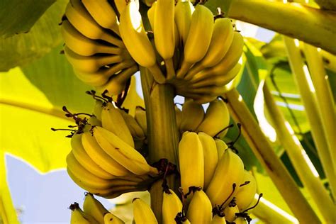 რა მოხდება თუ ყოველდღე მიირთმევთ ბანანს რჩევები ექსპერტებისგან Gemrielia Ge