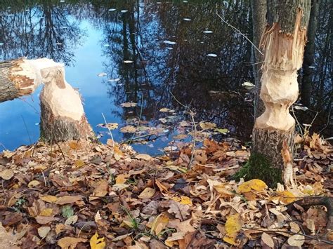Skaties “bebri Ir Jālikvidē ” Preiļu Parkā Uzdarbojas Bebri Medības